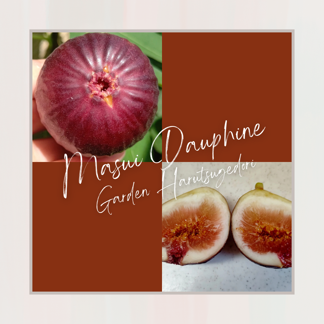 ガーデン春告鳥 黒～紫系いちじく